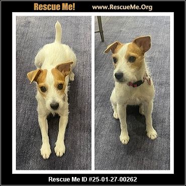 - Texas Jack Russell Rescue - ADOPTIONS - Rescue Me!