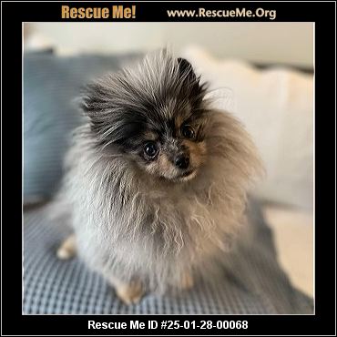 - Texas Pomeranian Rescue - ADOPTIONS - Rescue Me!