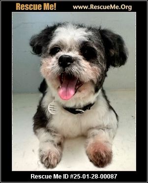 - California Lhasa Apso Rescue - ADOPTIONS - Rescue Me!