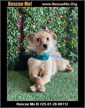 - California Border Terrier Rescue - ADOPTIONS - Rescue Me!