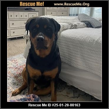 - Texas Rottweiler Rescue - ADOPTIONS - Rescue Me!