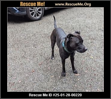 - California Pit Bull Rescue - ADOPTIONS - Rescue Me!