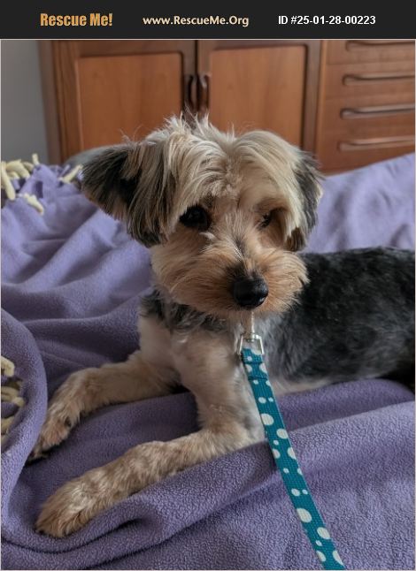 ADOPT 25012800223 ~ Yorkie Rescue ~ Humboldt, IA