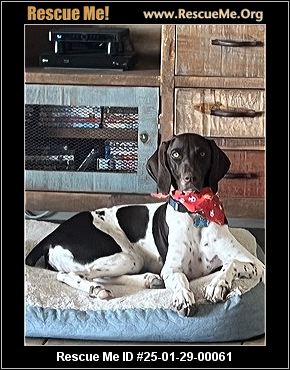 - Arizona German Shorthaired Pointer Rescue - ADOPTIONS - Rescue Me!