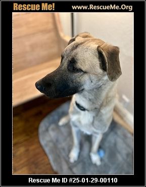 - Oklahoma Dog Rescue - ADOPTIONS - Rescue Me!