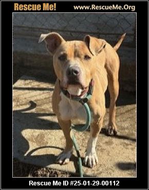 - Texas Pit Bull Rescue - ADOPTIONS - Rescue Me!
