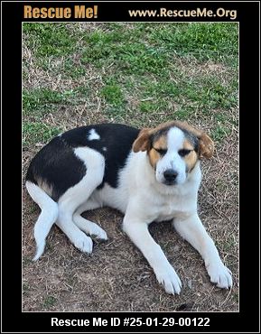 - Oklahoma Dog Rescue - ADOPTIONS - Rescue Me!