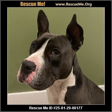 - Alabama Boxer Rescue - ADOPTIONS - Rescue Me!