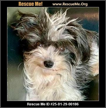 - Colorado Yorkie Rescue - ADOPTIONS - Rescue Me!