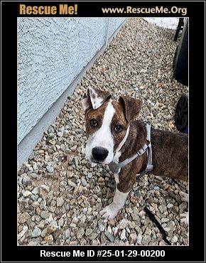 - Arizona Pit Bull Rescue - ADOPTIONS - Rescue Me!