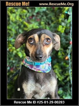 - California Miniature Pinscher Rescue - ADOPTIONS - Rescue Me!
