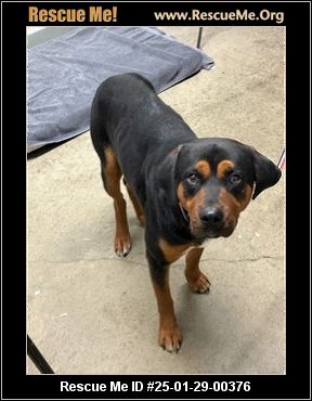 - Texas Rottweiler Rescue - ADOPTIONS - Rescue Me!