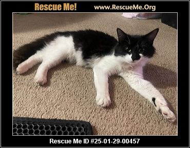 - Massachusetts Cat Rescue - ADOPTIONS - Rescue Me!