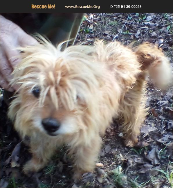 ADOPT 25013000058 ~ Yorkie Rescue ~ Cookeville, TN