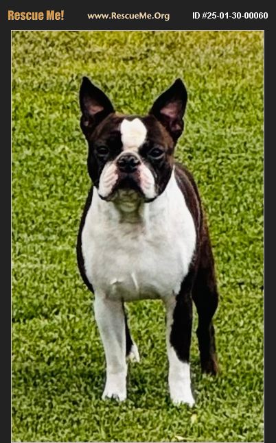 ADOPT 25013000060 ~ Boston Terrier Rescue ~ Yavapai County, AZ