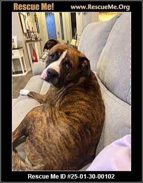 - Florida Boxer Rescue - ADOPTIONS - Rescue Me!