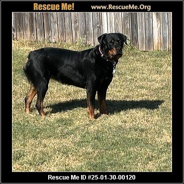 - Texas Rottweiler Rescue - ADOPTIONS - Rescue Me!