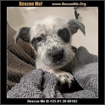 - Virginia Australian Shepherd Rescue - ADOPTIONS - Rescue Me!
