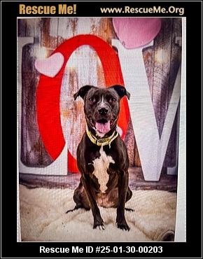 - New York Dog Rescue - ADOPTIONS - Rescue Me!