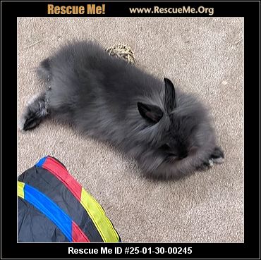 - Georgia Rabbit Rescue - ADOPTIONS - Rescue Me!