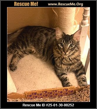 - California Cat Rescue - ADOPTIONS - Rescue Me!