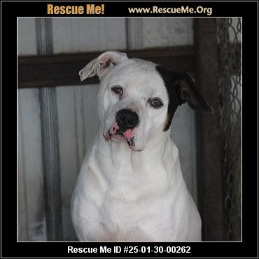 - Oklahoma Boxer Rescue - ADOPTIONS - Rescue Me!