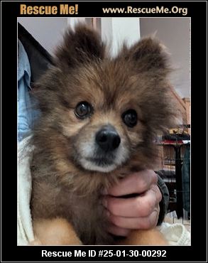 - Oregon Dog Rescue - ADOPTIONS - Rescue Me!