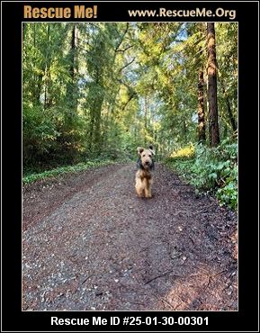 - California Airedale Rescue - ADOPTIONS - Rescue Me!