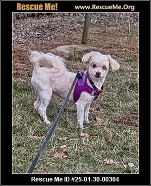 - Oregon Dog Rescue - ADOPTIONS - Rescue Me!