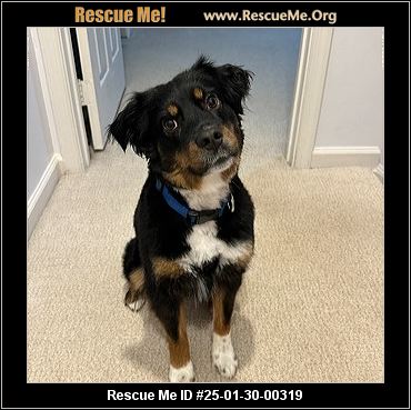 - Maryland Australian Shepherd Rescue - ADOPTIONS - Rescue Me!