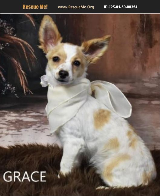 ADOPT 25013000354 ~ Corgi Rescue ~ Glendale, AZ