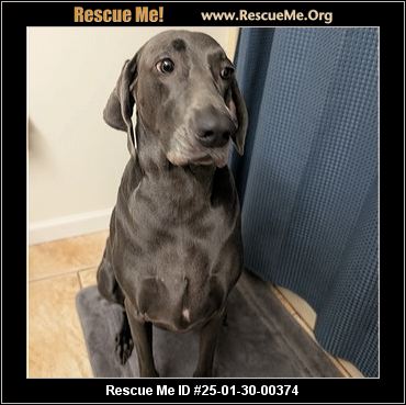 - Florida Weimaraner Rescue - ADOPTIONS - Rescue Me!