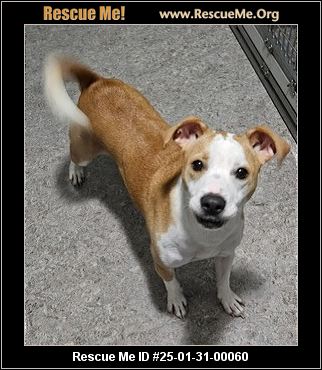 - Florida Jack Russell Rescue - ADOPTIONS - Rescue Me!