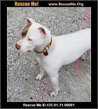 - Texas Pit Bull Rescue - ADOPTIONS - Rescue Me!