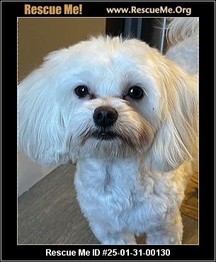 - Colorado Maltese Rescue - ADOPTIONS - Rescue Me!