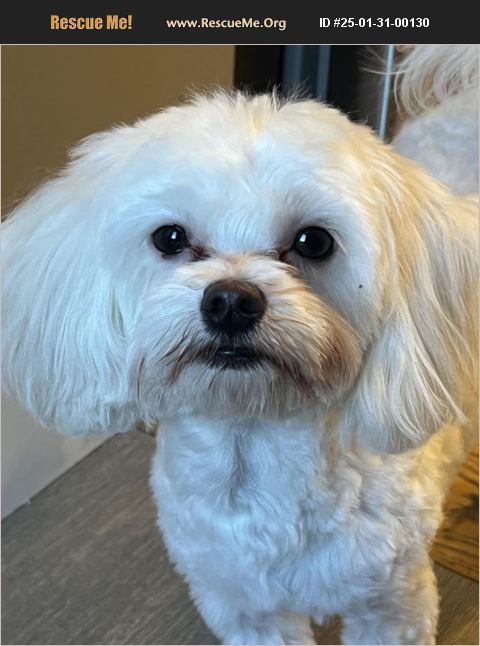 ADOPT 25013100130 ~ Maltese Rescue ~ Parker, CO
