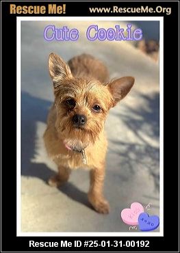 - Oklahoma Yorkie Rescue - ADOPTIONS - Rescue Me!