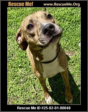 - Rhode Island Dog Rescue - ADOPTIONS - Rescue Me!