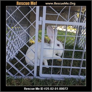 - Virginia Rabbit Rescue - ADOPTIONS - Rescue Me!