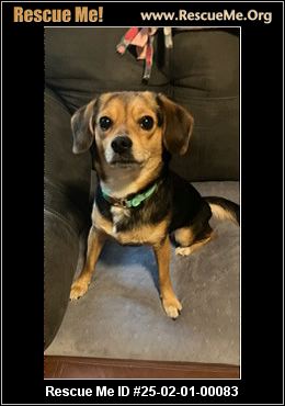 - Pennsylvania Beagle Rescue - ADOPTIONS - Rescue Me!