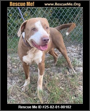- Texas Pit Bull Rescue - ADOPTIONS - Rescue Me!