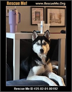 - Ohio Siberian Husky Rescue - ADOPTIONS - Rescue Me!