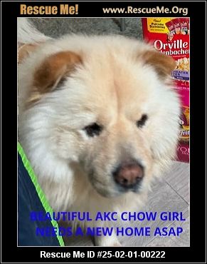 - California Chow Chow Rescue - ADOPTIONS - Rescue Me!