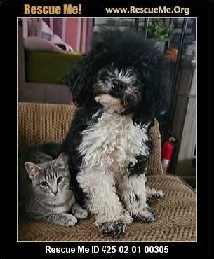 - Pennsylvania Poodle Rescue - ADOPTIONS - Rescue Me!