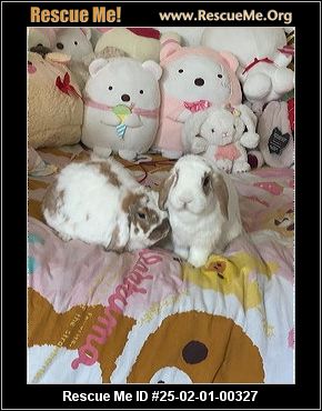 - California Rabbit Rescue - ADOPTIONS - Rescue Me!