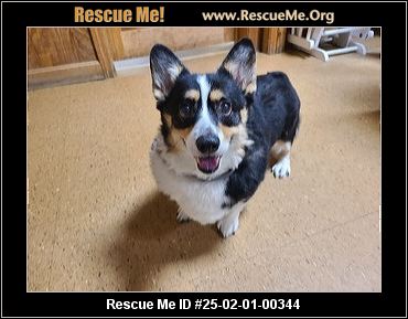 - Massachusetts Dog Rescue - ADOPTIONS - Rescue Me!