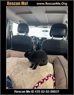 - California Rabbit Rescue - ADOPTIONS - Rescue Me!