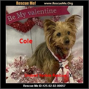- Texas Yorkie Rescue - ADOPTIONS - Rescue Me!