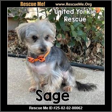 - Texas Yorkie Rescue - ADOPTIONS - Rescue Me!