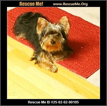 - West Virginia Yorkie Rescue - ADOPTIONS - Rescue Me!